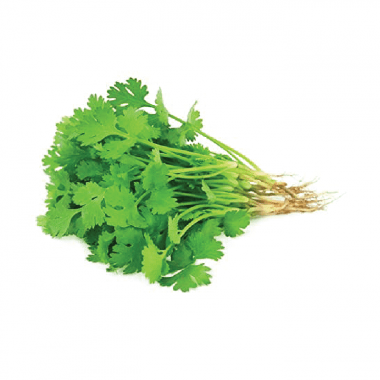 Cilantro Verdura (Paquetico) – Green Co. Fresh Food Market